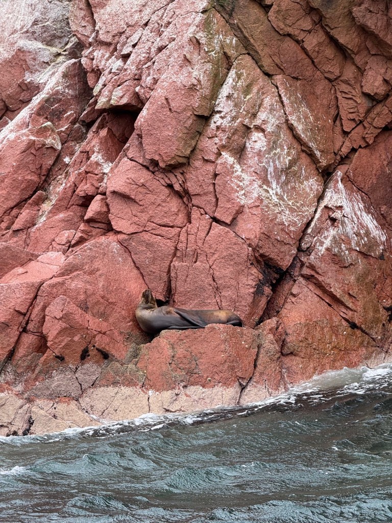 Cosa vedere a Paracas in un giorno - Isole Ballestas e Riserva ...
