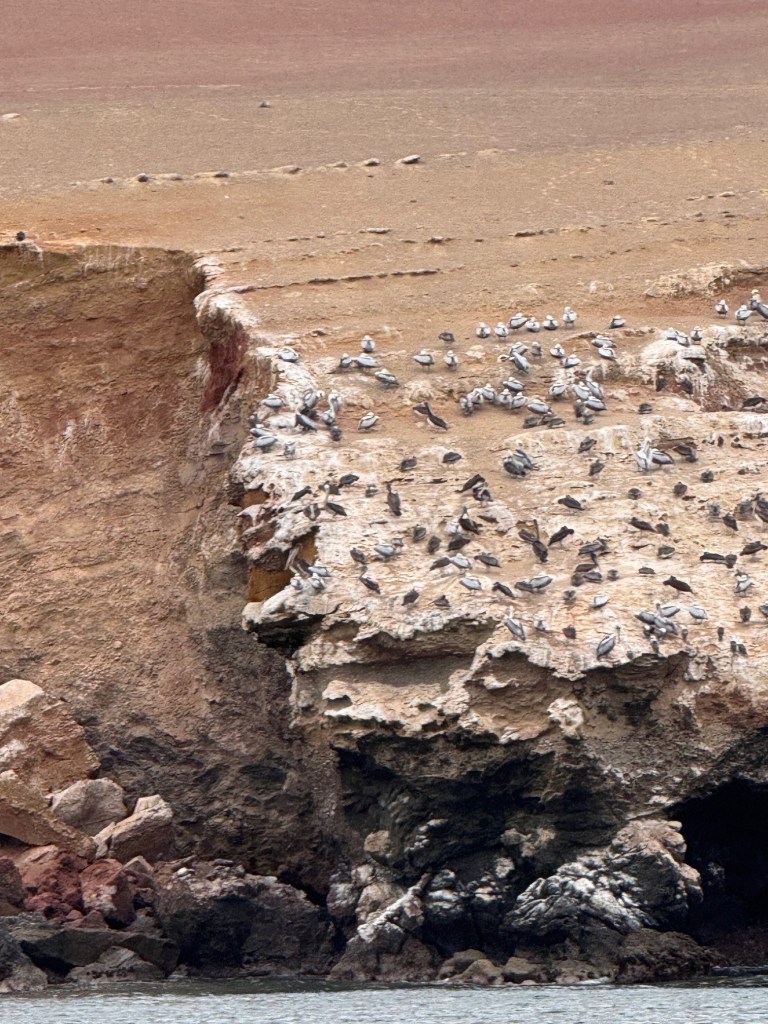 Cosa vedere a Paracas in un giorno - Isole Ballestas e Riserva ...